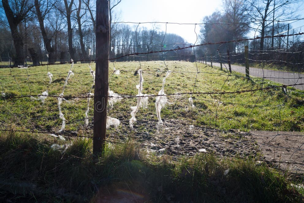 Sheep fur in barbed wire stock image. Image of animal - 211866565
