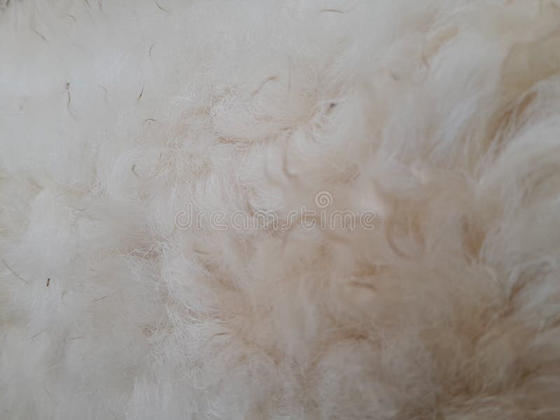 The Sheep Fur Looks White and Beautiful Stock Image - Image of sheeps ...