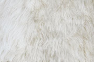 5,467 Sheep Hair Texture Stock Photos - Free & Royalty-Free Stock ...