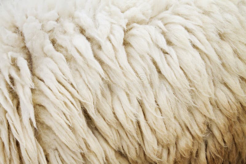 Sheep Fur Closeup Texture For Background Stock Photo - Image of farm ...