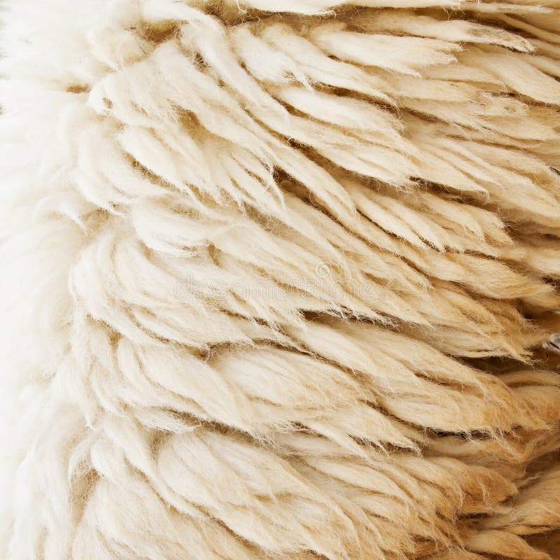 Sheep Fur Texture Background Closeup Stock Image - Image of brown ...