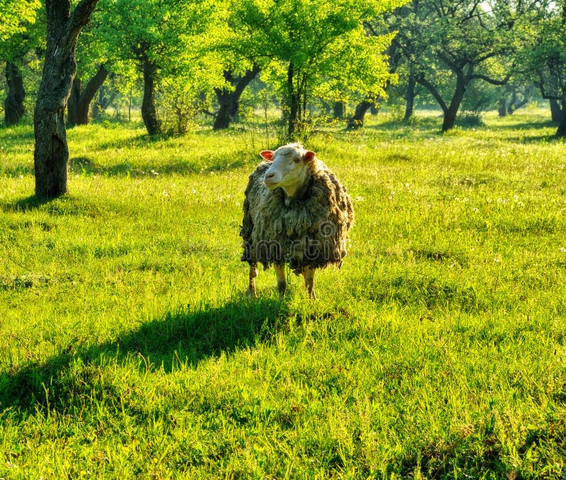 A sheep in the garden stock image. Image of nature, agriculture - 168895203