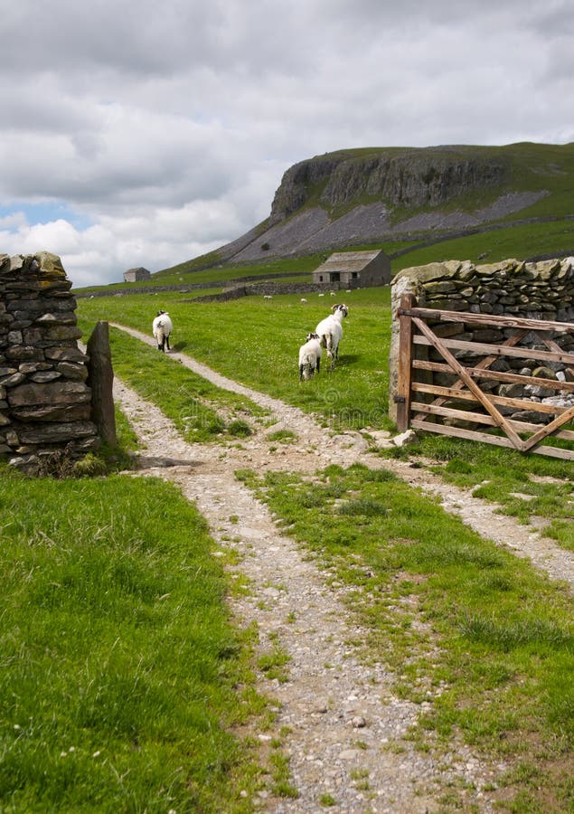 Sheep, Gate and Limestone stock image. Image of sheep - 5755401
