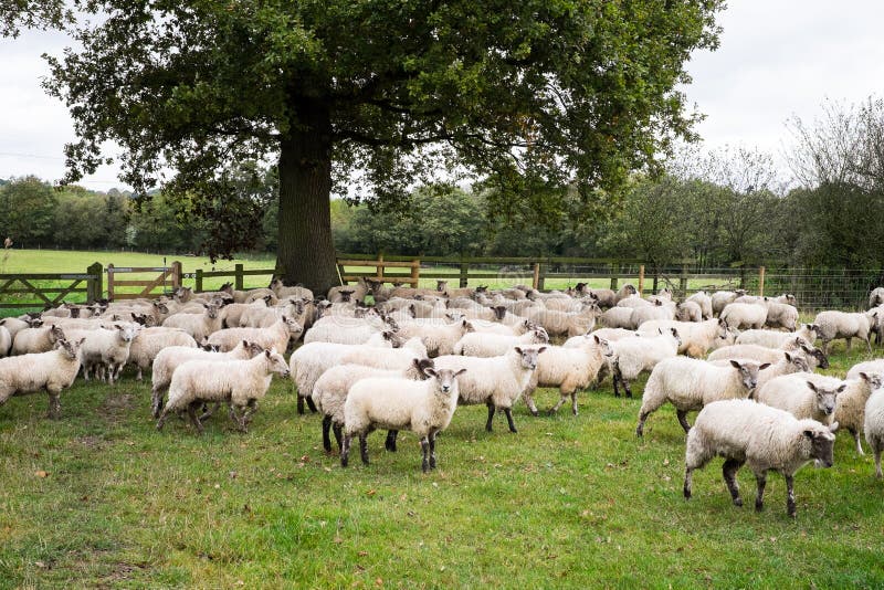 Sheep Cloning stock photo. Image of farming, cloned, green - 18841288