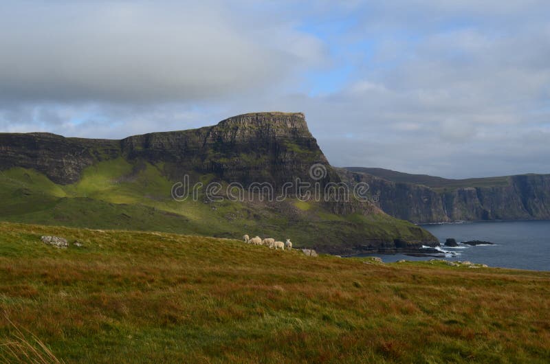 Sheep Gathered on Top of a Sea Cliff at Neist Point Stock Photo - Image ...