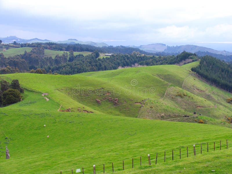 Sheep and Glassland stock image. Image of lawn, agriculture - 4310675