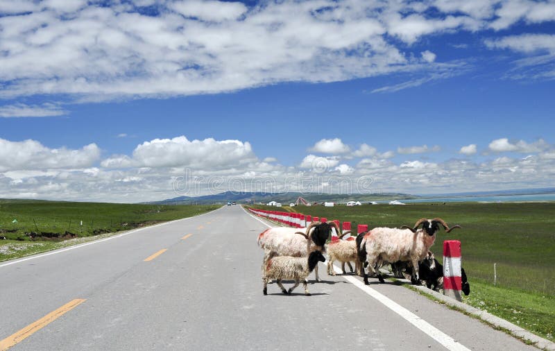 Sheep go across the road stock photo. Image of goat, interesting - 25859044