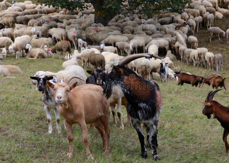 Sheep and Goat Farm Grazing on the Meadow, Feeding on Grass Stock Photo ...