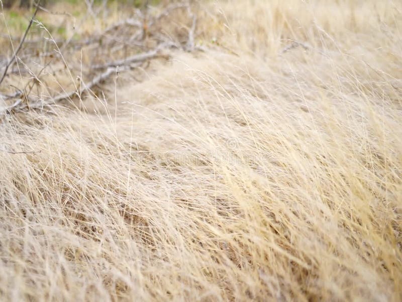 Sheep and Goat Herds at Countryside Stock Video - Video of travel ...