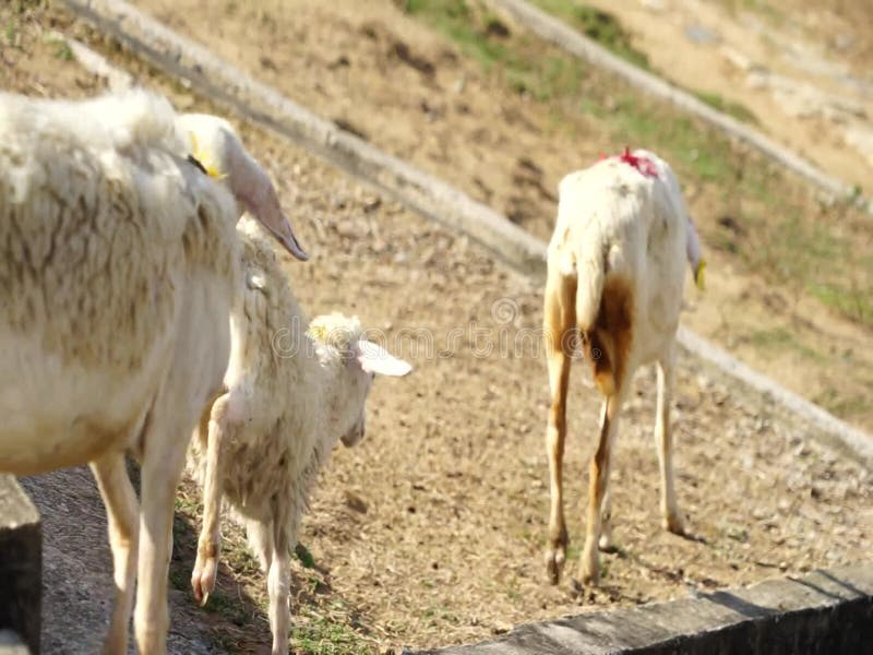 Sheep and Goat Herds at Countryside Stock Footage - Video of rural ...