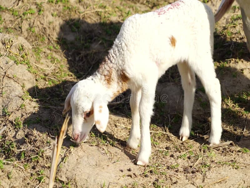 Sheep and Goat Herds at Countryside Stock Footage - Video of asia ...