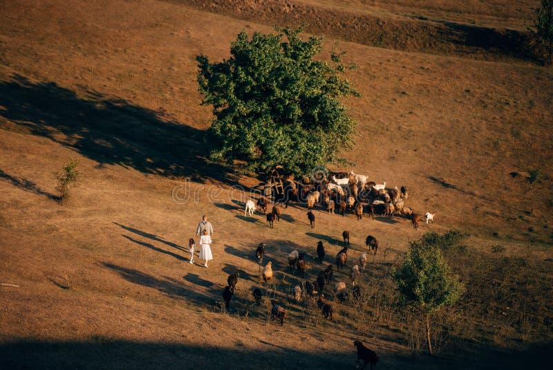 A Family with a Flock of Sheep on a Meadow Stock Image - Image of flock ...