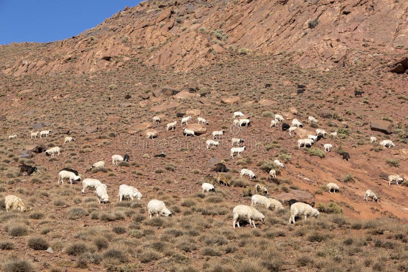 Sheep and Goats in the Moroccan Mountains Stock Photo - Image of travel ...