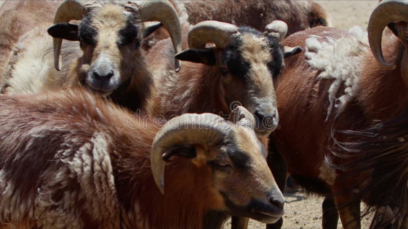 Sheep and Goats Prepared for Eid Al-Adha in Islam Stock Footage - Video ...