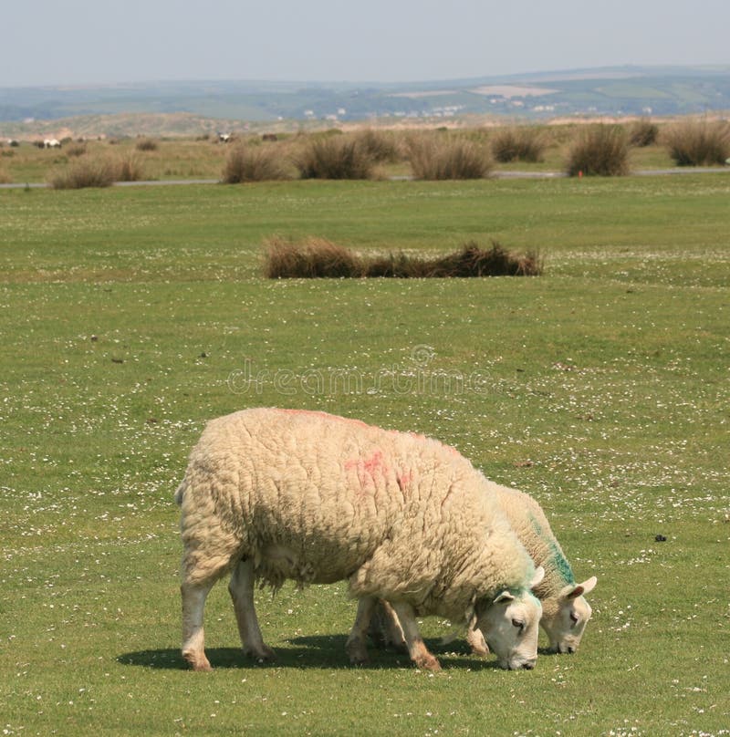 Sheep On A Golf Links In British Isles Stock Photo - Image of course ...