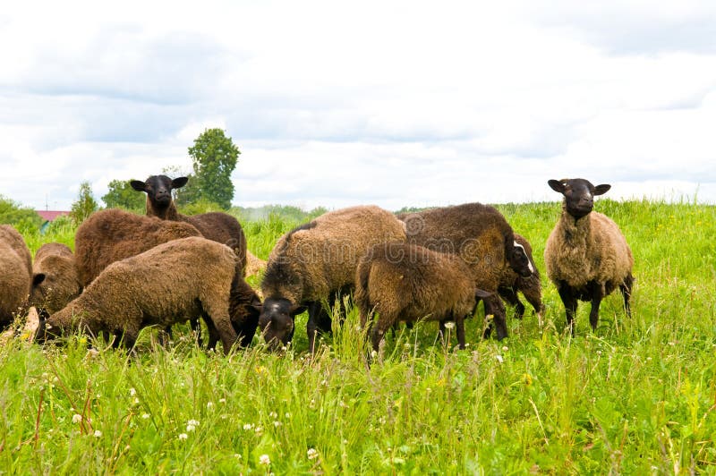 Sheep on grass stock photo. Image of cute, brown, green - 10553470