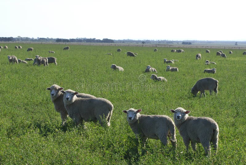Tasmanian sheep stock image. Image of farm, sheep, scenery - 253587