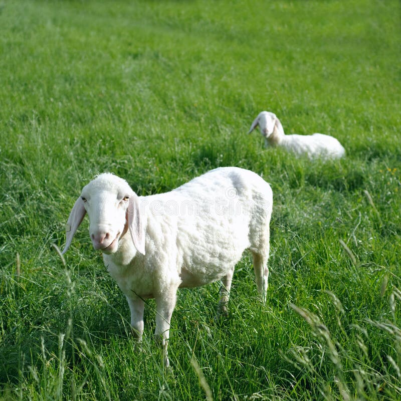Sheep in grass stock photo. Image of nature, summer, yearling - 14571512