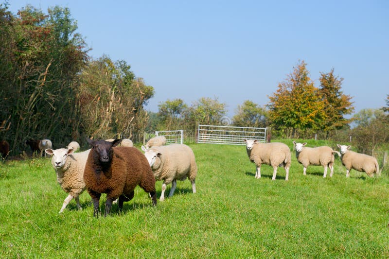 Sheep in the grass stock image. Image of nature, white - 22305979