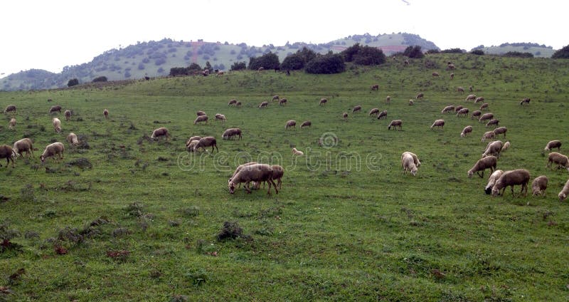 Sheep stock photo. Image of hill, green, land, grass - 75705954