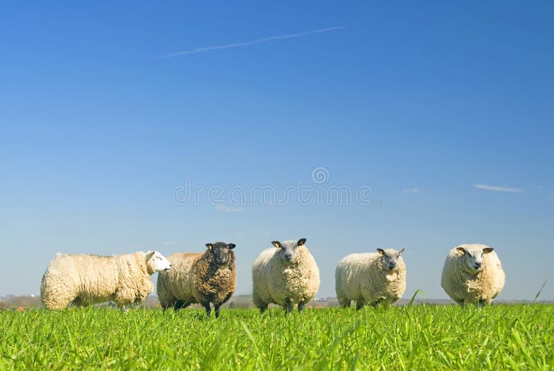Sheep on Grass with Blue Sky Stock Image - Image of farming, summer ...