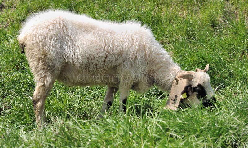 Sheep in grass stock image. Image of farm, livestock - 70870857