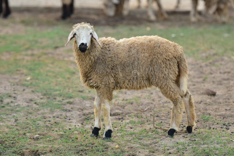 Sheep on the Grass in the Corral Stock Image - Image of production ...