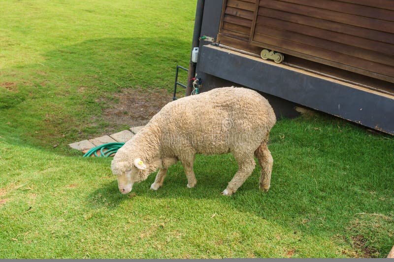 Sheep in Grass Field stock image. Image of lifestyle - 48325919