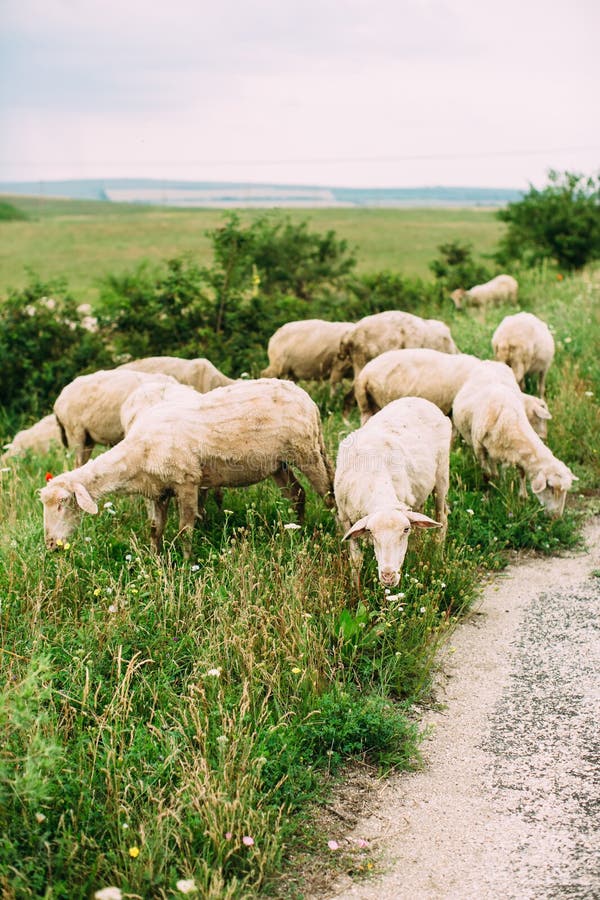 Sheep on the grass stock photo. Image of newly, grass - 65465662
