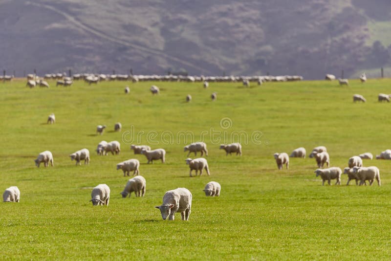 Sheep in the grass stock photo. Image of nature, farmland - 182391052