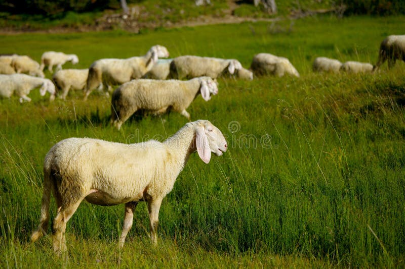 Sheep in the grass stock photo. Image of livestock, hills - 40760454