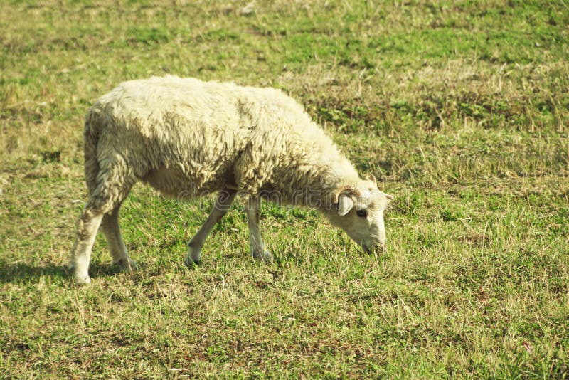 Sheep stock photo. Image of land, shadow, dirty, animal - 38104110