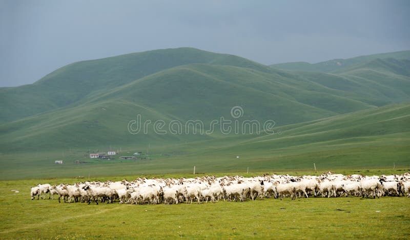 186 Sheep Tableland Stock Photos - Free & Royalty-Free Stock Photos ...