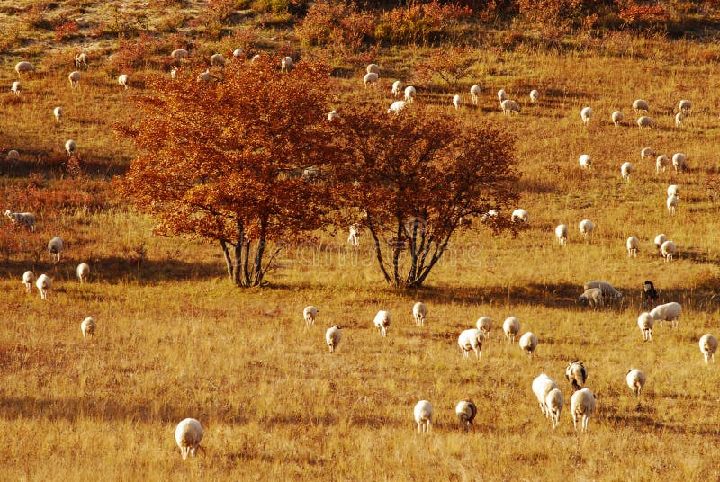 Sheep on grassland stock image. Image of autumn, desert - 27475809