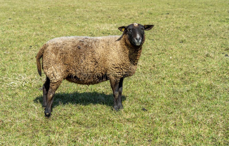Sheep in grassy ambiance stock image. Image of husbandry - 273596707