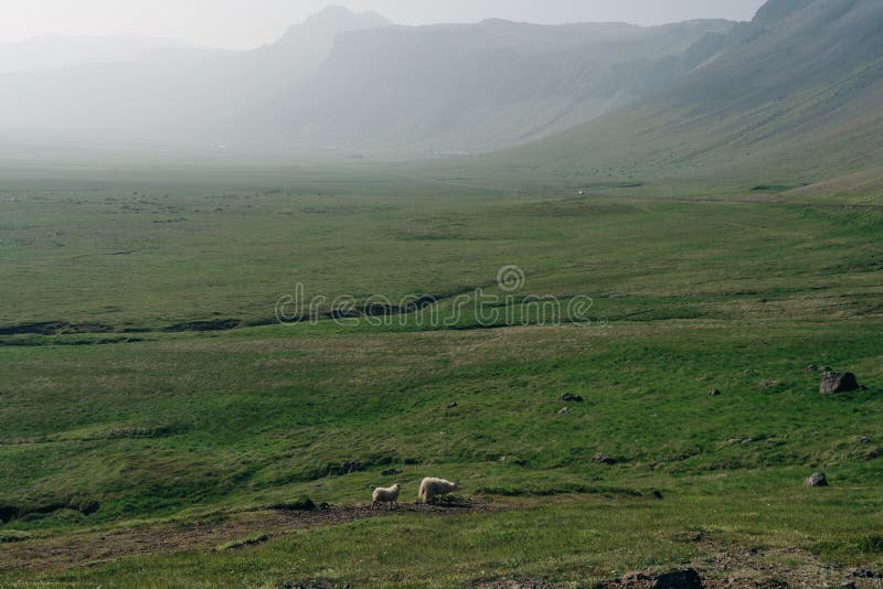 Sheep Graze on the Background of Majestic Nature, Fog and Icelandic ... Sheep Graze on the Background of Majestic Nature, Fog and Icelandic ...