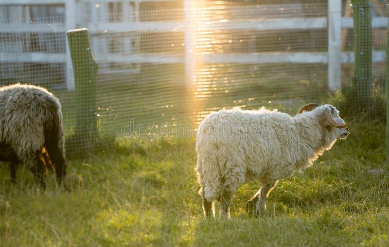 Sheep Graze on a Farm Against the Backdrop of the Setting Sun on a ...