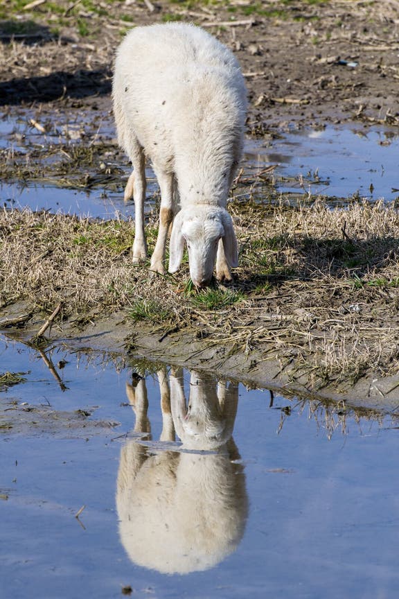Sheep stock image. Image of grass, pisogne, pool, luoghi - 43654861