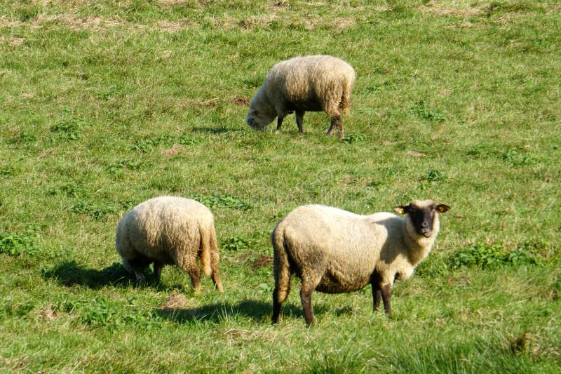 Sheep Graze the Grass in the Sun during the Summer Stock Illustration ...