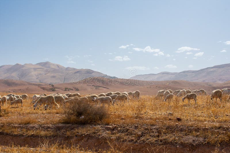 Sheep Graze on Grassy Fields in High Atlas Mountains in Morocco. Stock ...
