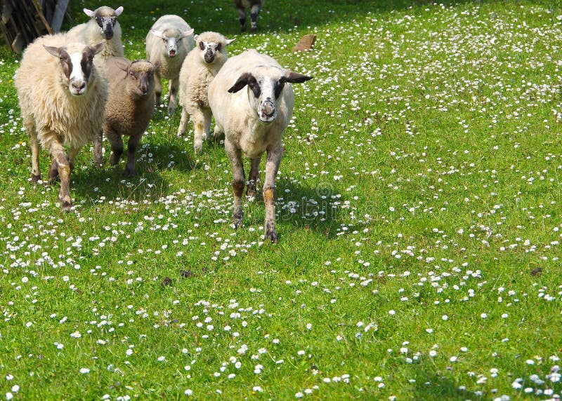 Sheep graze stock photo. Image of pasture, grass, feeding - 42655932