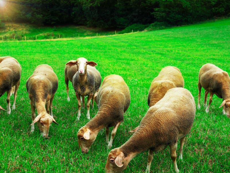 Sheep Graze on the Green Grass at Sunset. Stock Image - Image of fleece ...