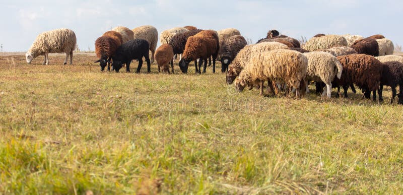 Sheep graze in the meadow stock image. Image of agriculture - 172112561
