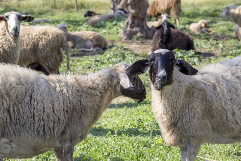 Sheep Graze in a Meadow Close-up Stock Image - Image of livestock, farm ...