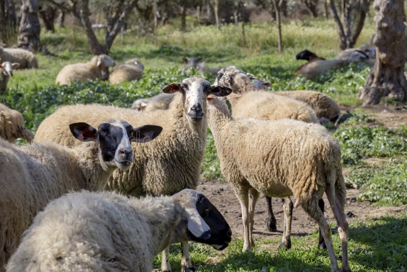 Sheep Graze in a Meadow Close-up Stock Photo - Image of grazing, graze ...