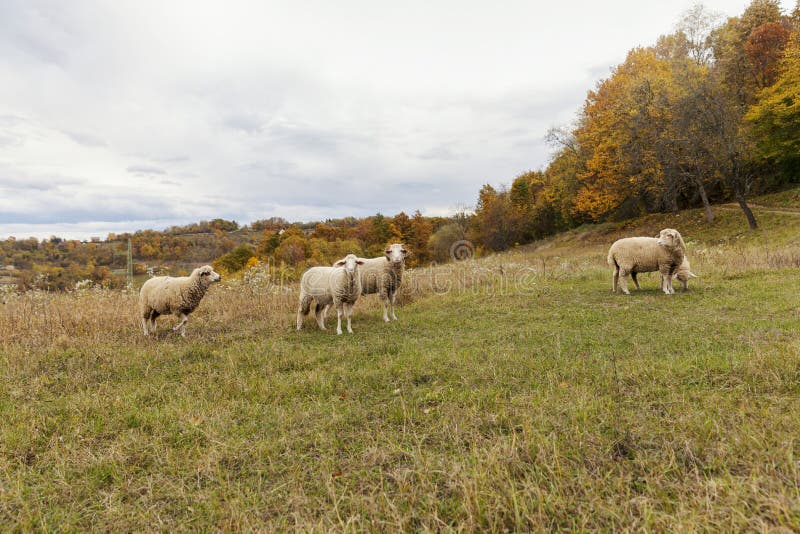 Sheep graze in the meadow stock image. Image of mammal - 164063553