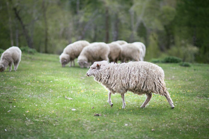 Sheep graze in the meadow stock image. Image of white - 38472501