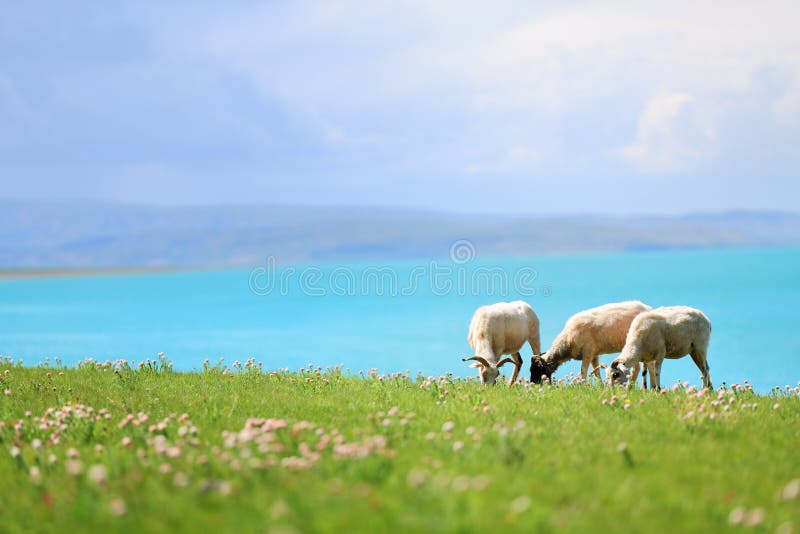 Sheep Graze on the Background of Majestic Nature, Fog and Icelandic ... Sheep Graze on the Background of Majestic Nature, Fog and Icelandic ...