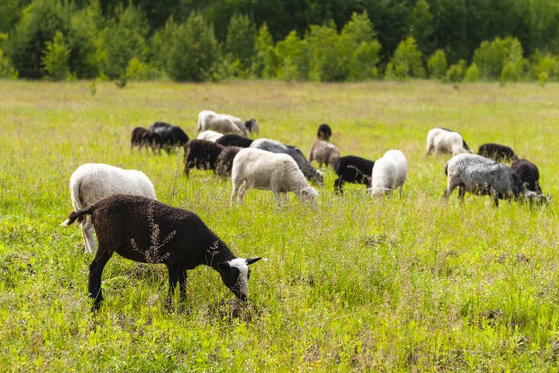 Sheep graze in the meadow. stock photo. Image of farmland - 170224394
