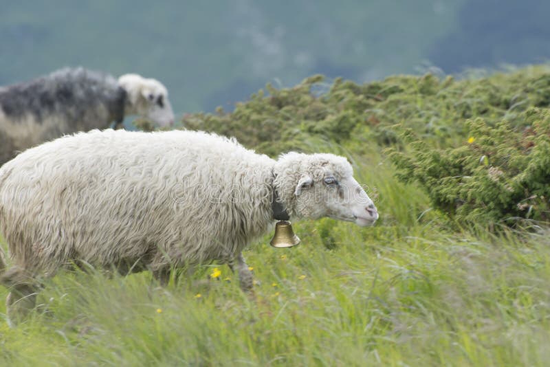 Sheep Graze in the Mountains Stock Photo - Image of grazing ...
